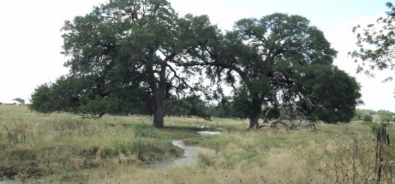 Leming 100 acres, Atascosa County, Texas – The Texas Ranch Company